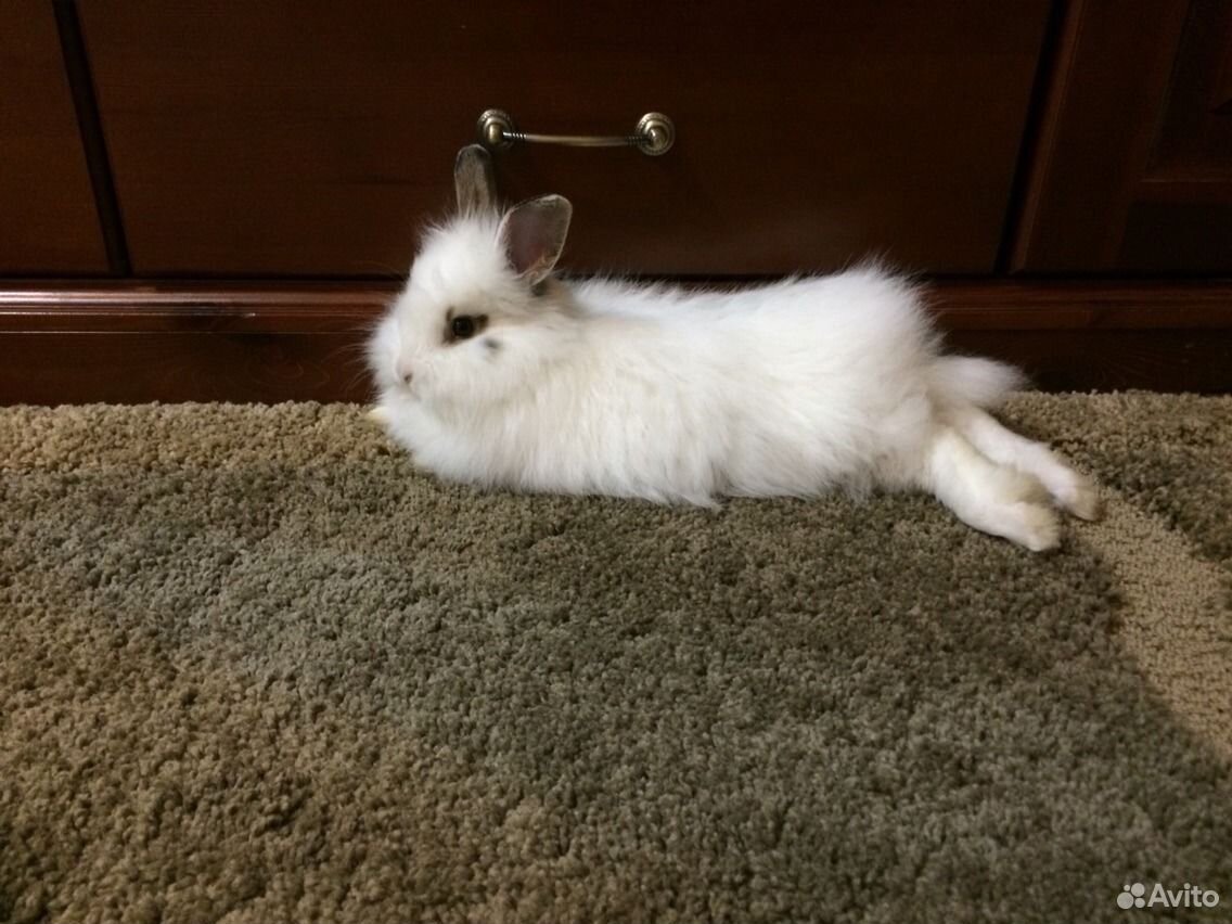 Кролик для случки