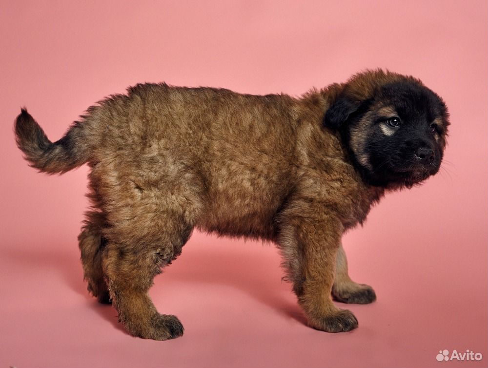 Плюшевый щенок Синди в добрые руки