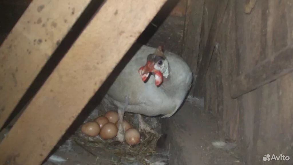 Цесарки,цесарята, цыплята гуси