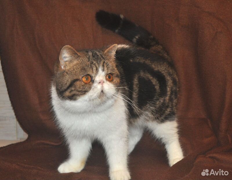 Котик Экзот