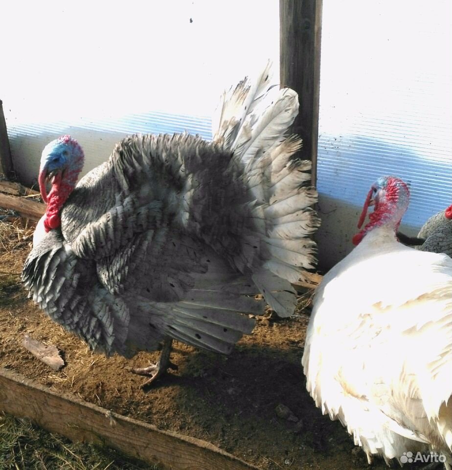 Индюки пара