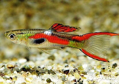 Гуппи Эндлера (Poecilia wingei)