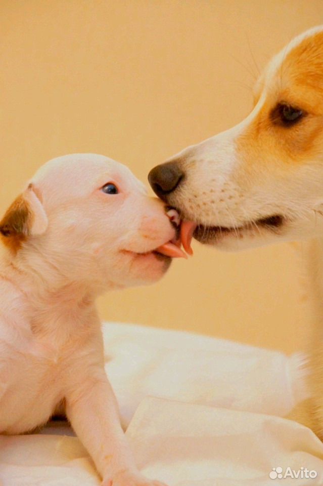 Щенки породы амстафф (РКФ)