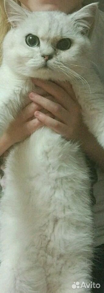 Кот в добрые руки