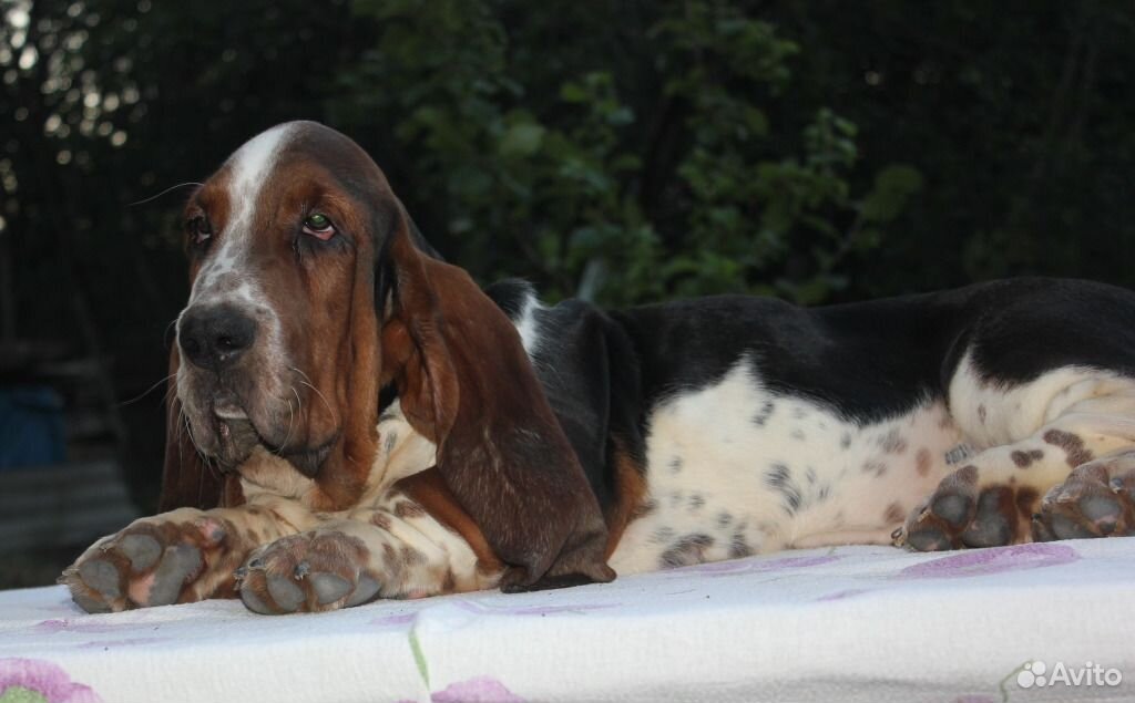 Бассятский мужичок с ласковым характером
