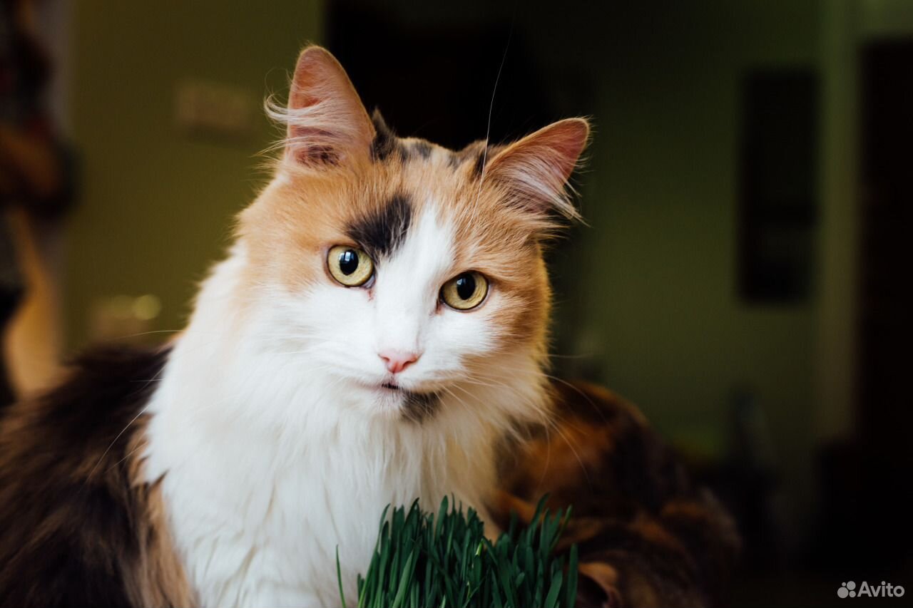 Трехцветная сибирская кошка-царица
