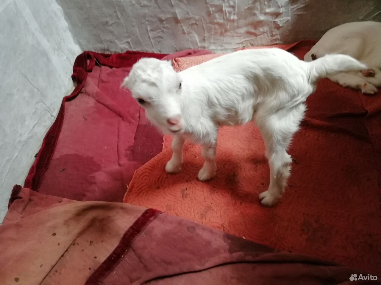 Козлик ламанча на племя