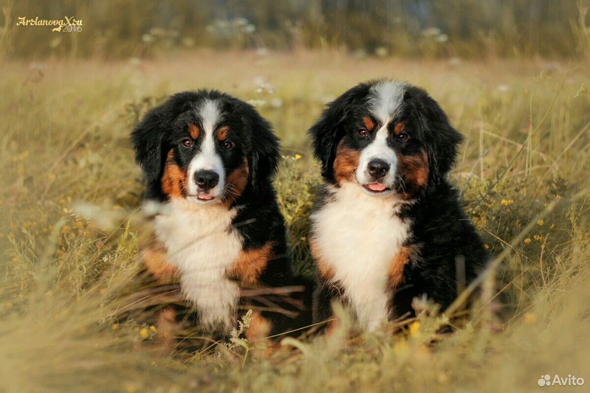 Бернодетки с интересной родословной