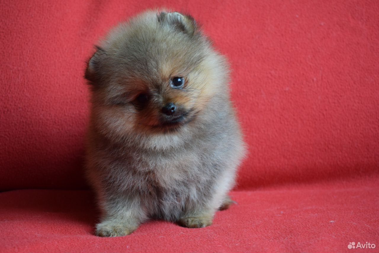 Очень красивый мальчик померанчик