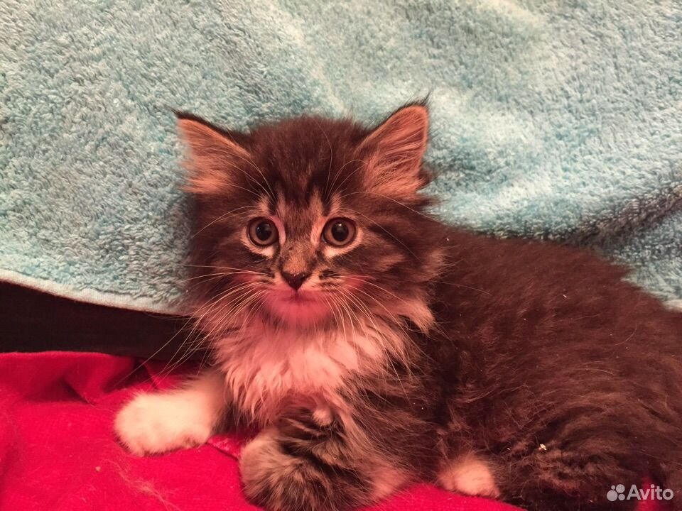 Котята пушистики 2 мес