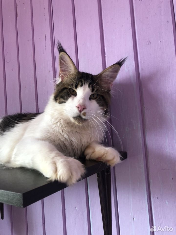 Кот Джеймсфейр арлекин 20.09.2017