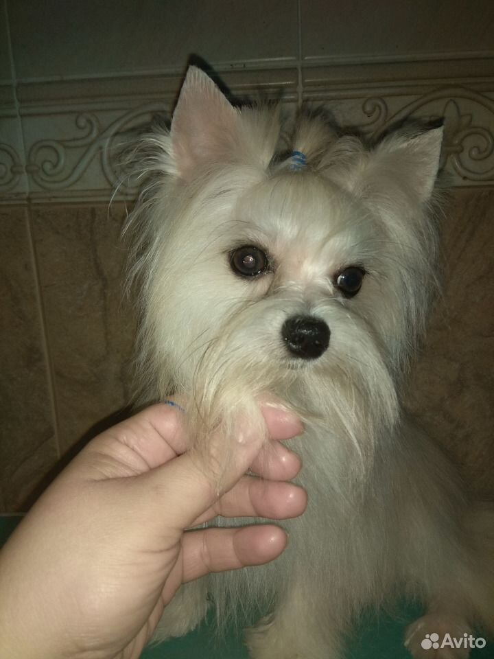 Продается подрощенная девочка голддаста