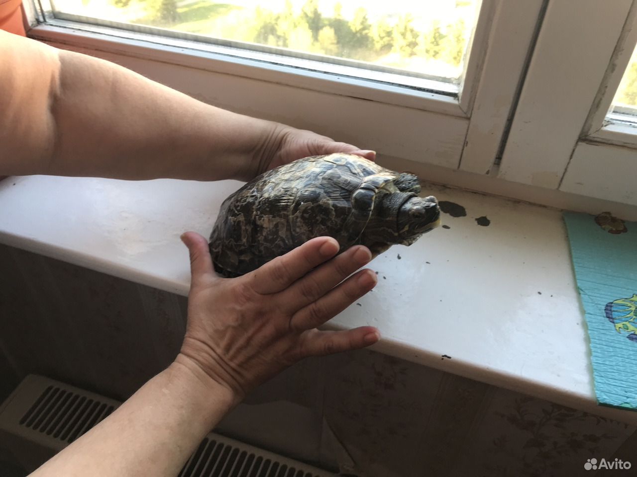 Черепаха красноухая