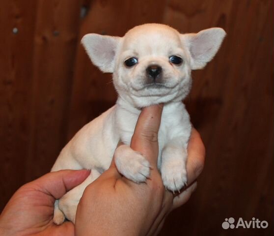 Чихуахуа Радик