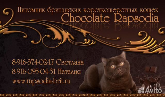 Чистокровные британские котята