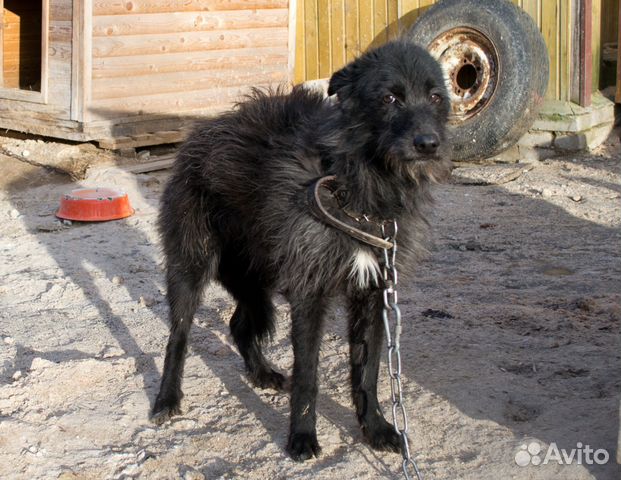 Черная маленькая колючая собачишка