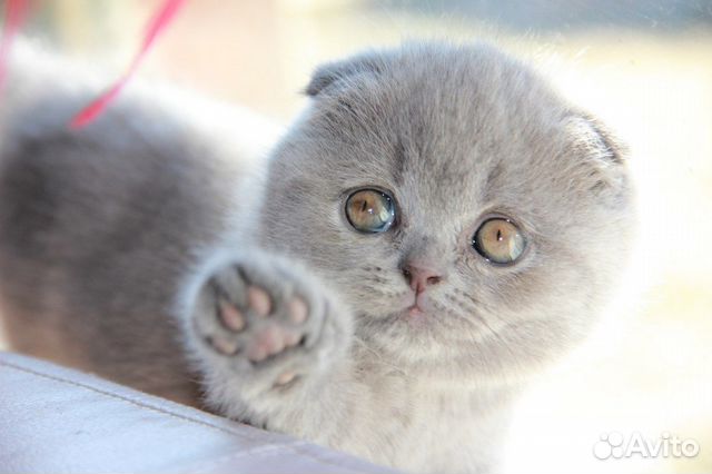 Котята вислоушки Микаэль и Микки