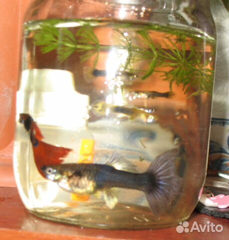Мальки гуппи