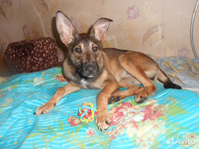 Щенок 4 мес. Сима