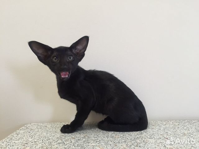 Чёрная Ночка