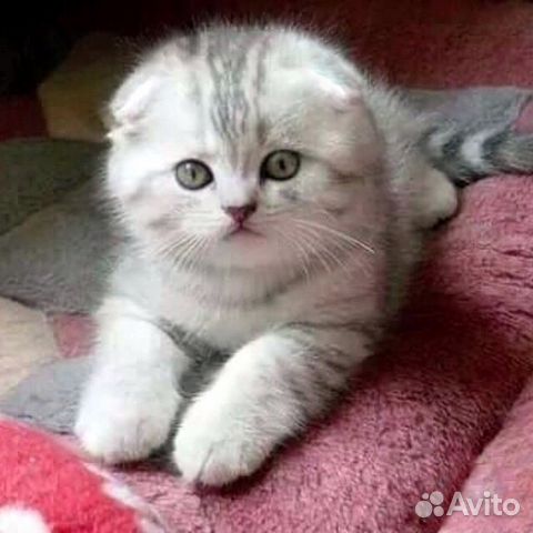 Шотландские малыши крепыши Бася и Барс,2 месяца