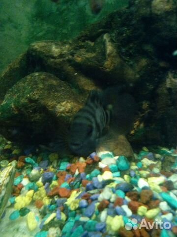 Цихлозома чернополосая