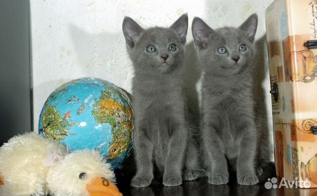 Шикарное зеленоглазое чудо