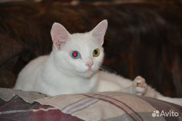 Белоснежная разноглазая красавица в дар