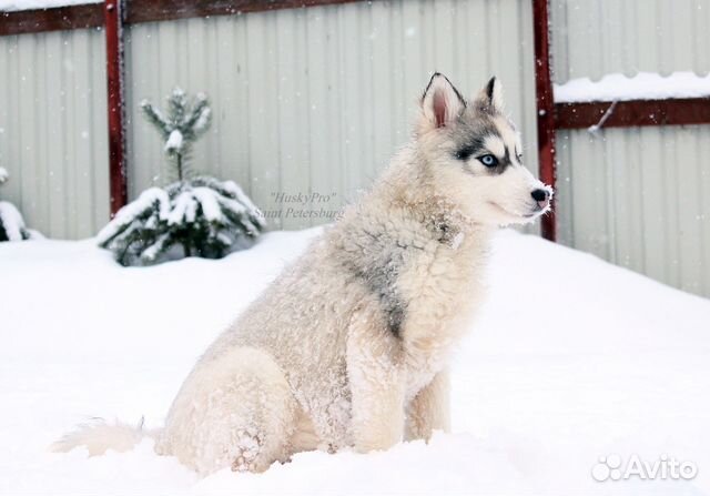 Мальчишка серо-белый хулиган