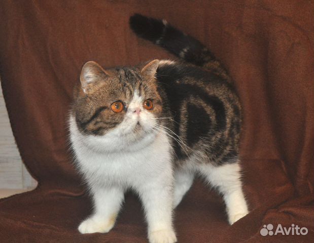 Котик Экзот