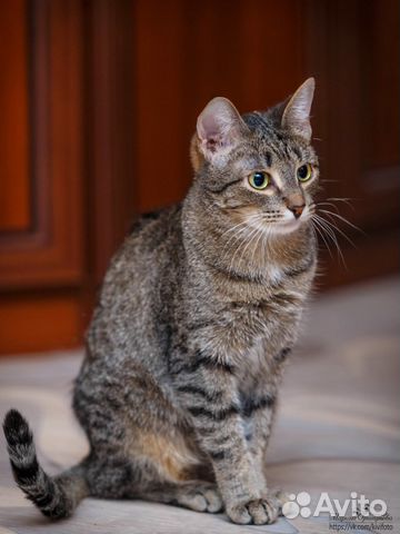 Молодой котик классического окраса