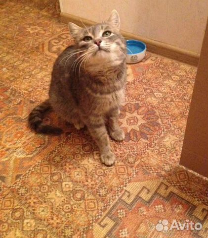 Кот ласкушка Ричард 1год в дар кастрат