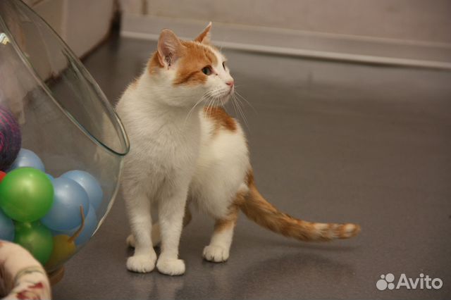 Веснушка ищет дом