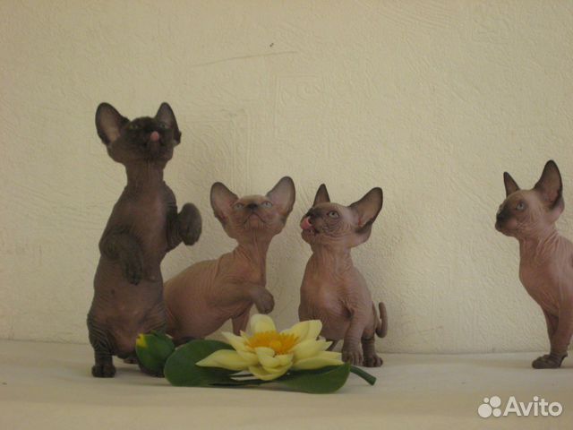 Для милых Дам