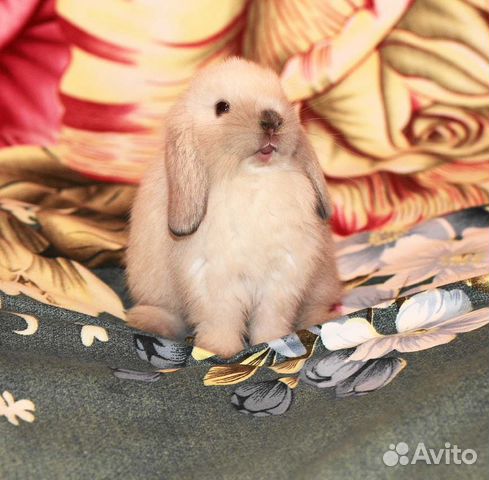 Карликовые кролики вислоухие