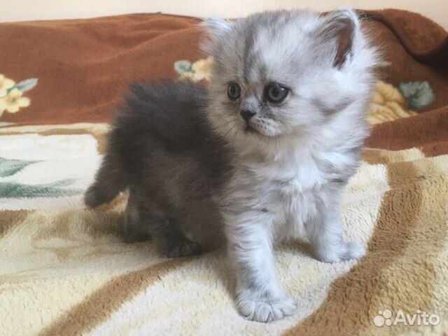 Хайленд страйт девочка