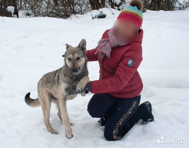 Красивые щенки-подростки, 5,5 мес. в дар
