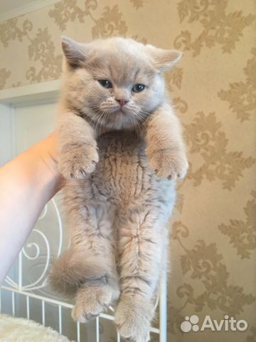 Фавн цвет оленёнка