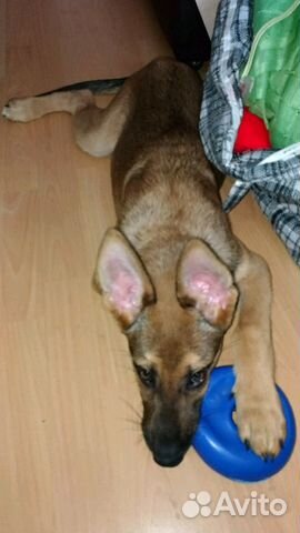 Щенок в добрые руки