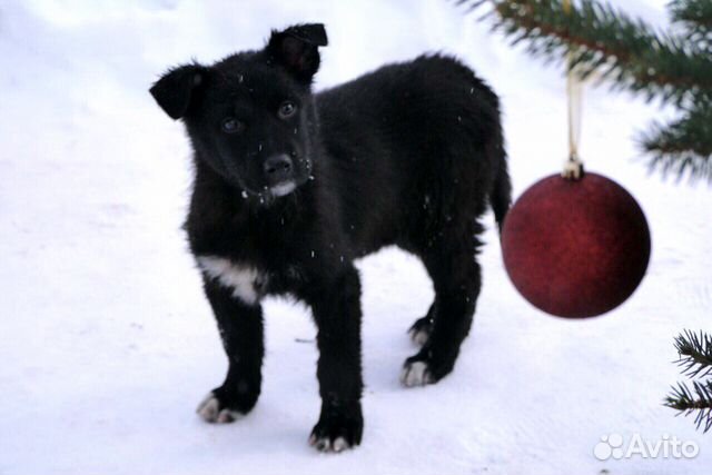 Маленькие и симптичные щенки ищут хозяев