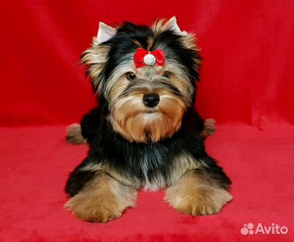 Йоркширский терьер