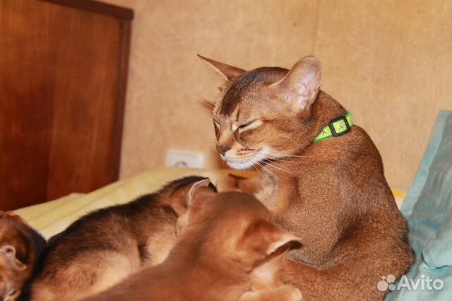 Чистокровные абиссинские котята, клубные