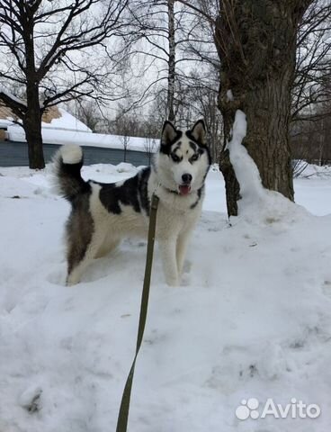 Продам щенка хаски
