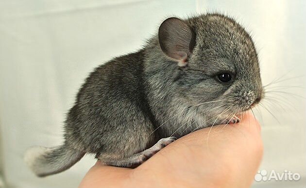 Шиншилла (бронь)