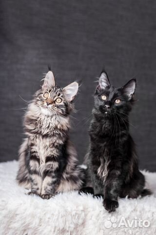 Породистые мейн-куны от питомника