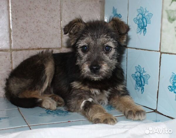 Миниатюрный парнишка Смешарик