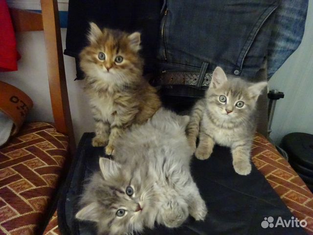 Чудесные полупородистые котята от курила