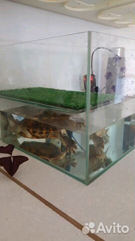 Красноухая черепашка