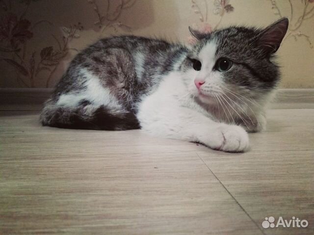 Ищет дом котенок из сугроба (6 мес)