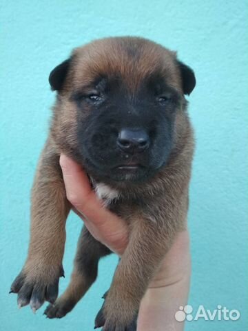 Щенки малинуа, мальчик и 4 девочки